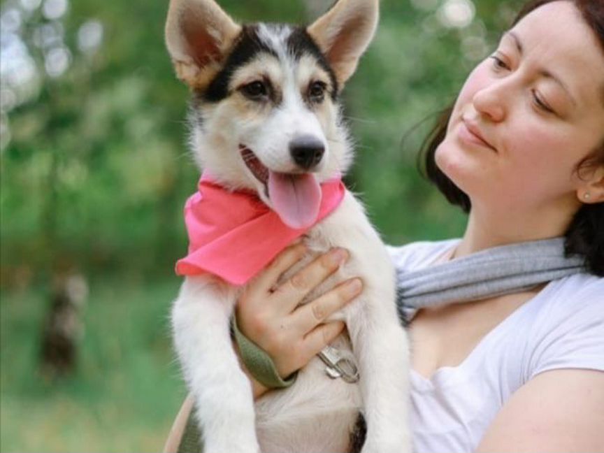 Маленький щенок Мона плачет в приюте