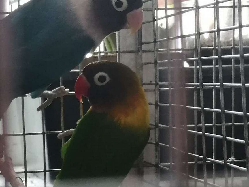 Попугай неразлучники