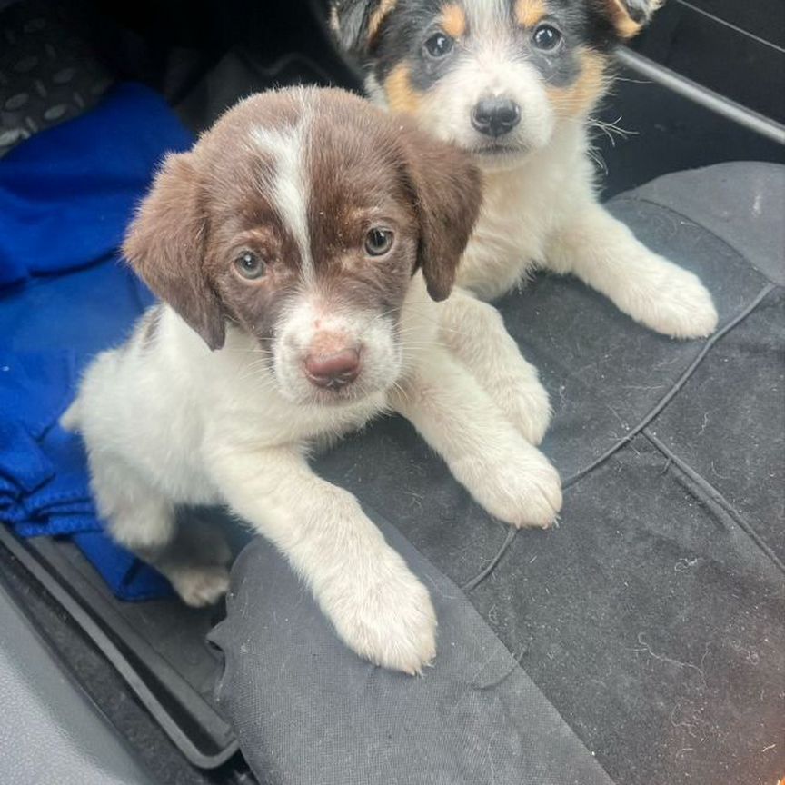 Щенки малыши, мальчики