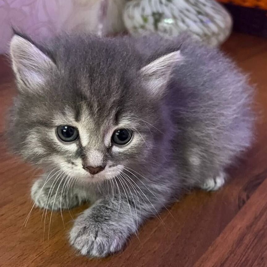 Сибирские котята