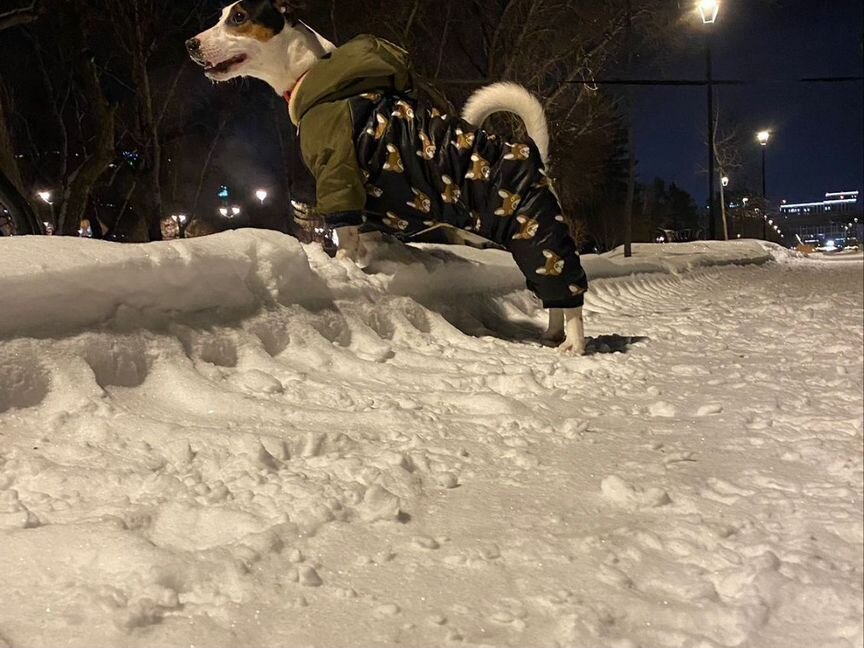 Продам Джек Рассел