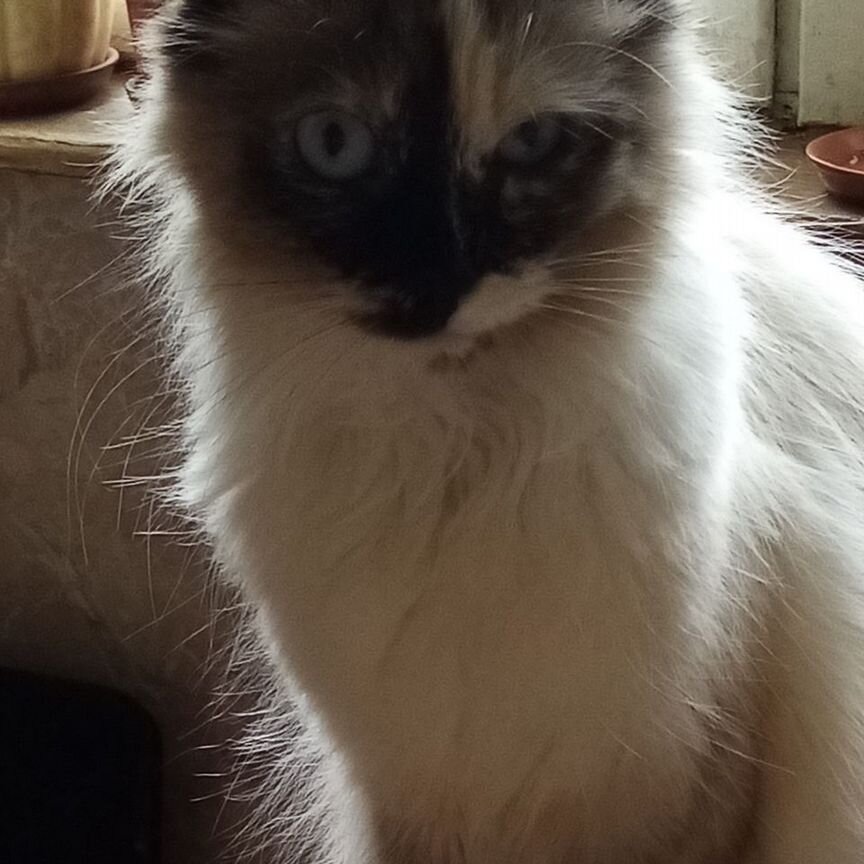 Кошки в добрые руки бесплатно