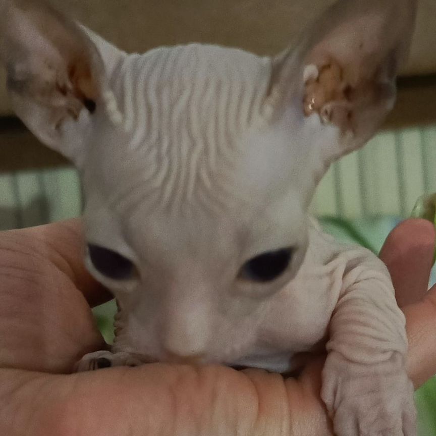 Донской сфинкс котёнок