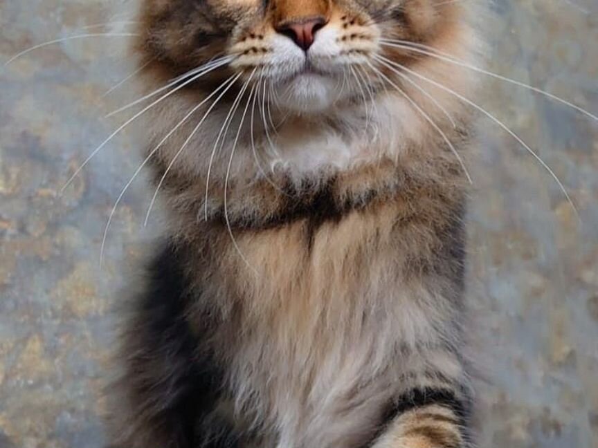 Мейн-кун котик