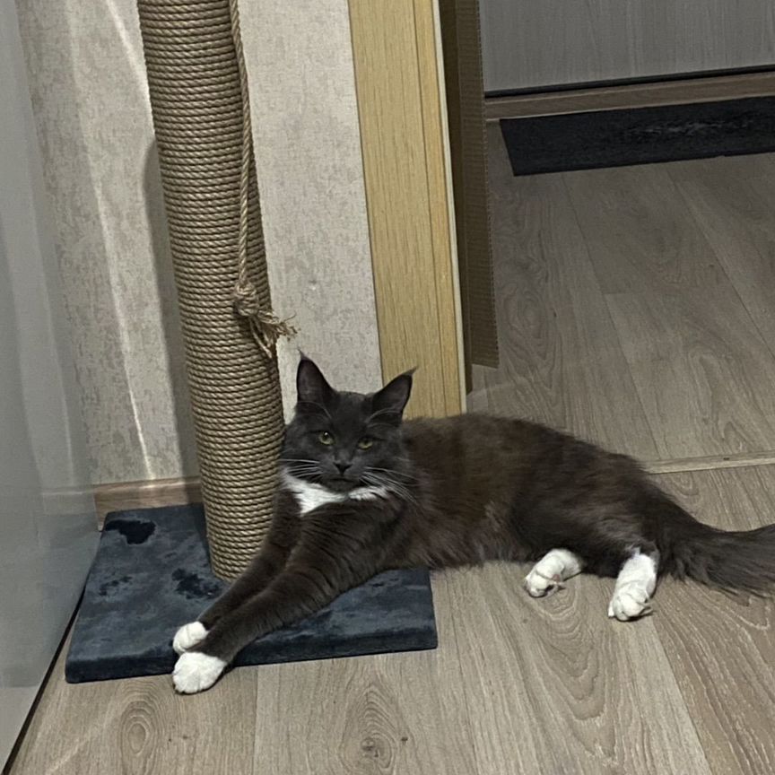 Кошка в добрые руки