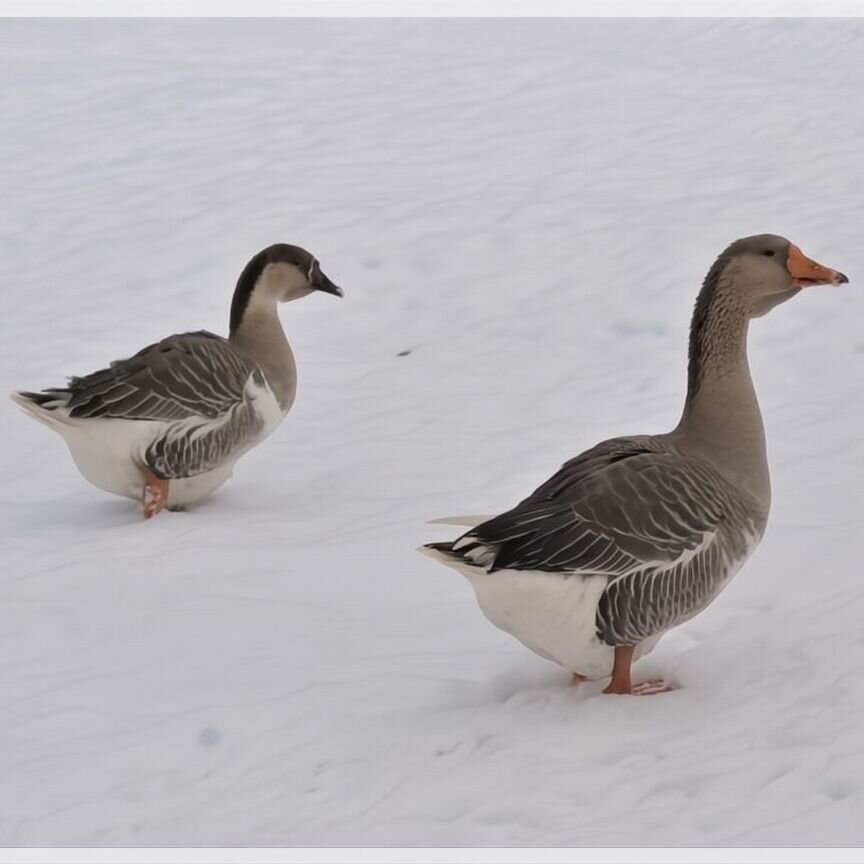 Гуси серый крупный 4шт