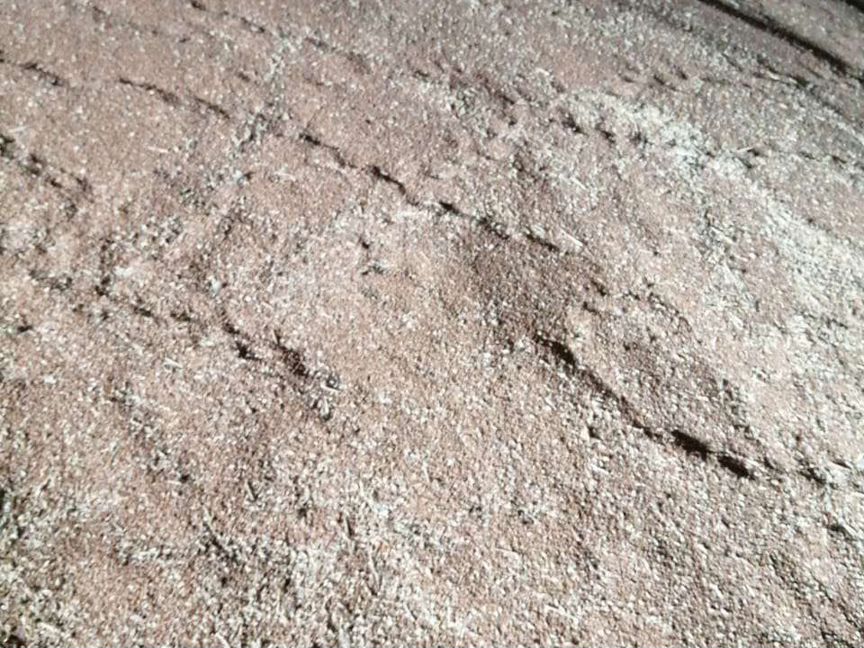 Зерно пшеница, ячмень