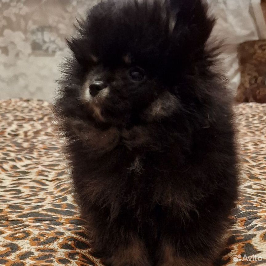 Померанский шпиц мини мальчик