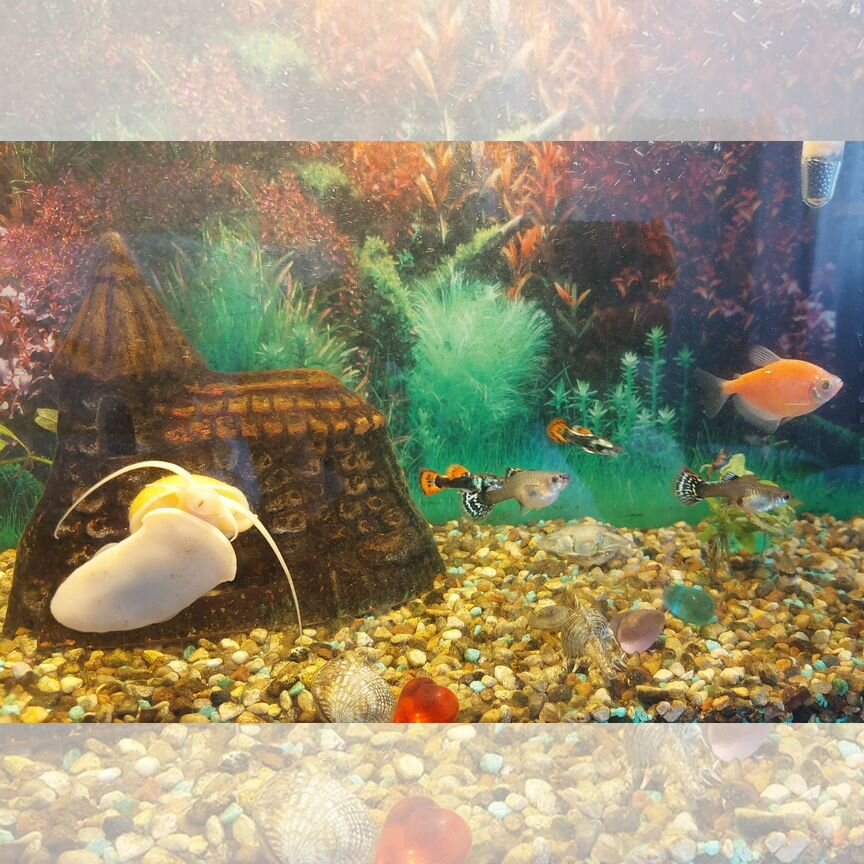 Аквариумные рыбки гуппи