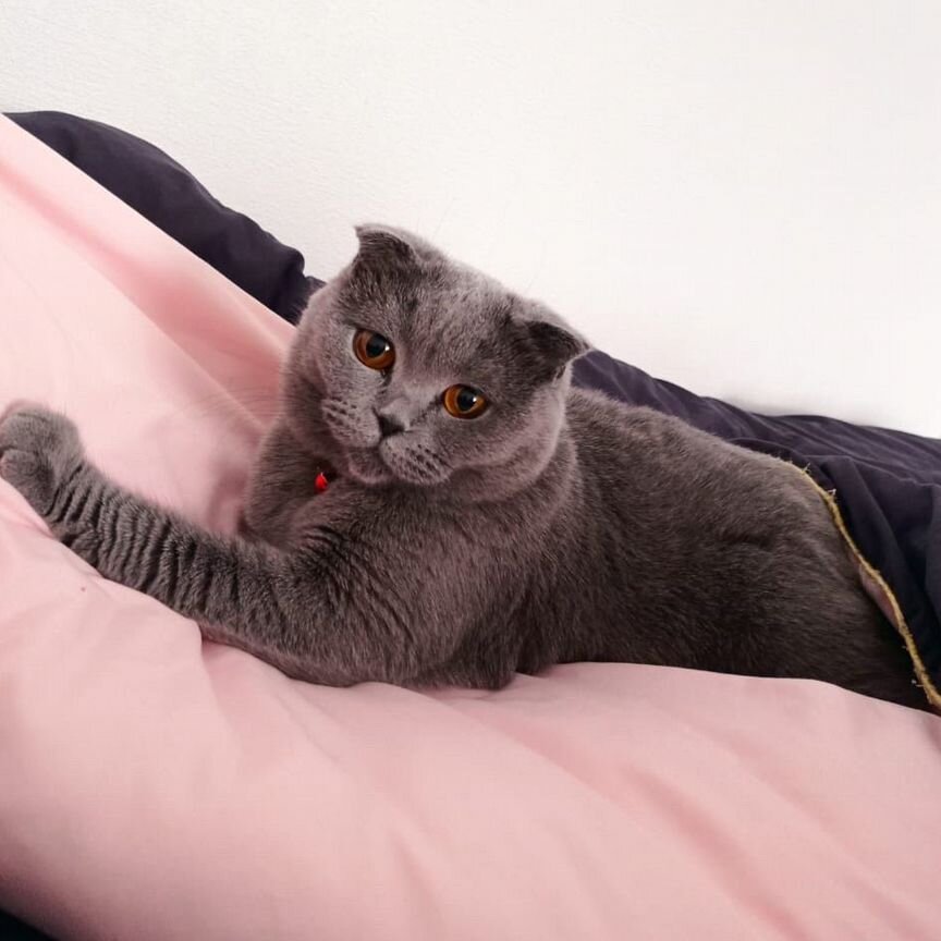 Отдам бесплатно