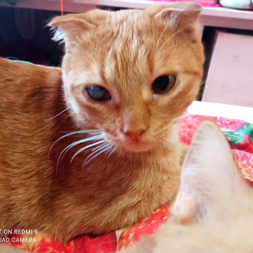 Вислоухий Циля Заводила