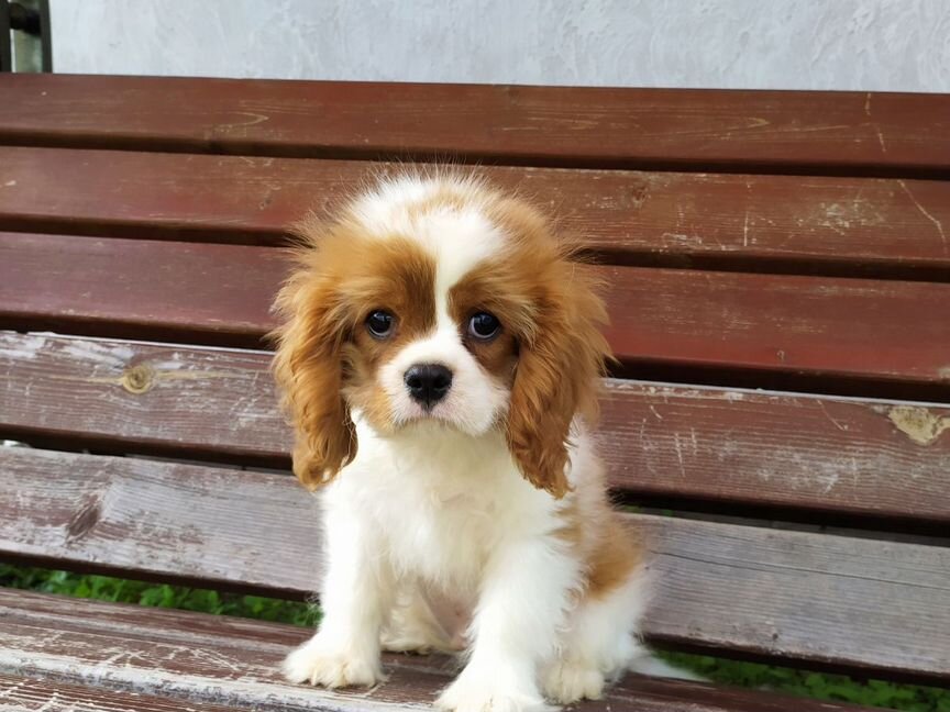 Щенки Кавалер Кинг Чарльз Спаниеля