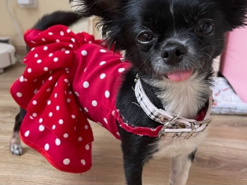 Чихуахуа девочка