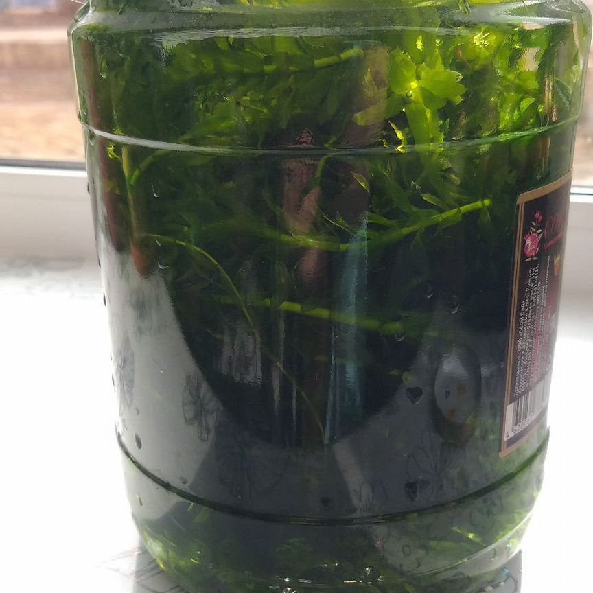 Аквариумные водоросли