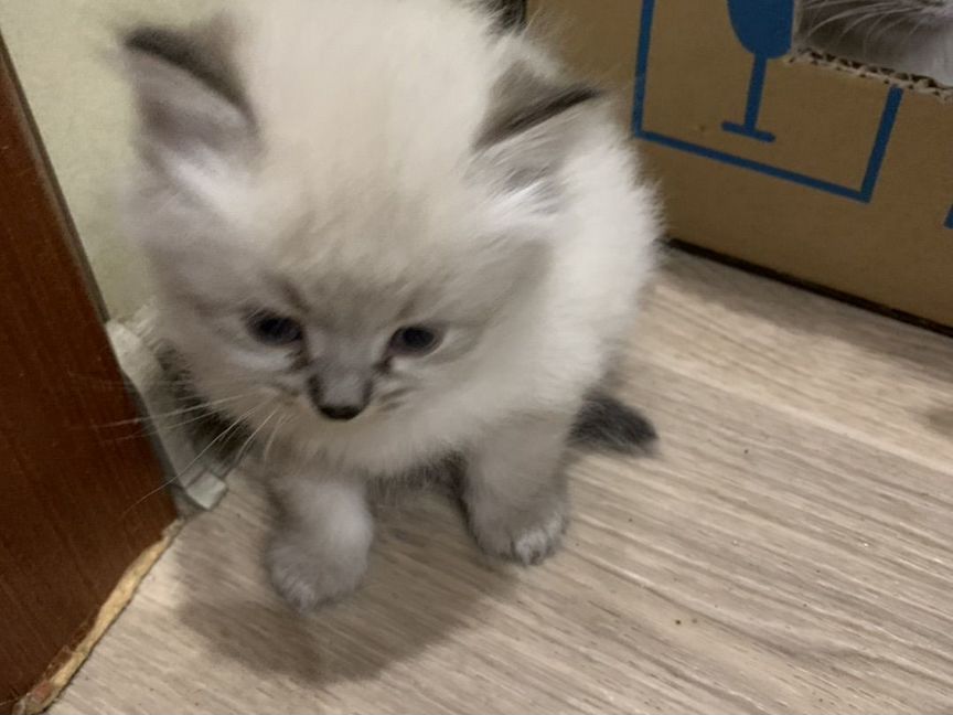 Продам котят невской маскарадной, кошечки