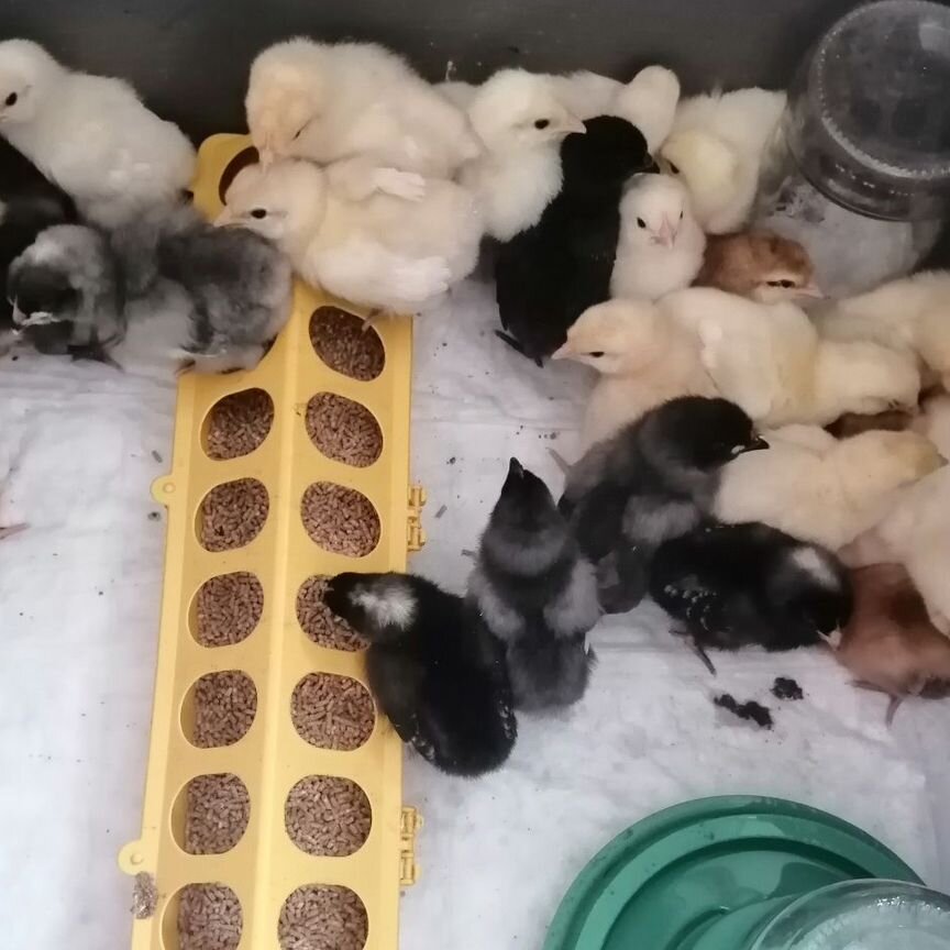 Цыплята доминант