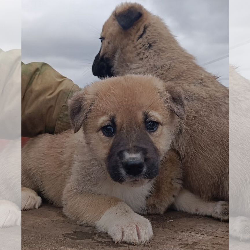 Среднеазиатская овчарка, щенок