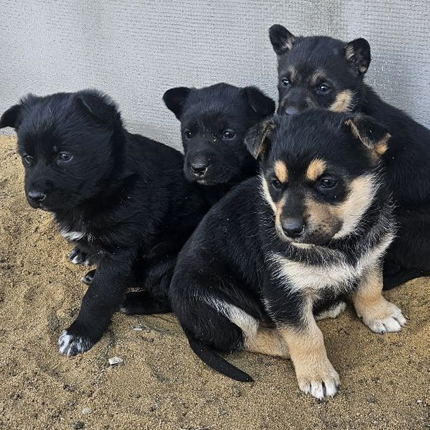 Щенок в добрые руки