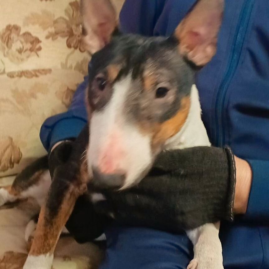 Триколорная, красотка