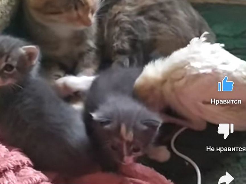 Котята от крысоловки. Цыплят не едят