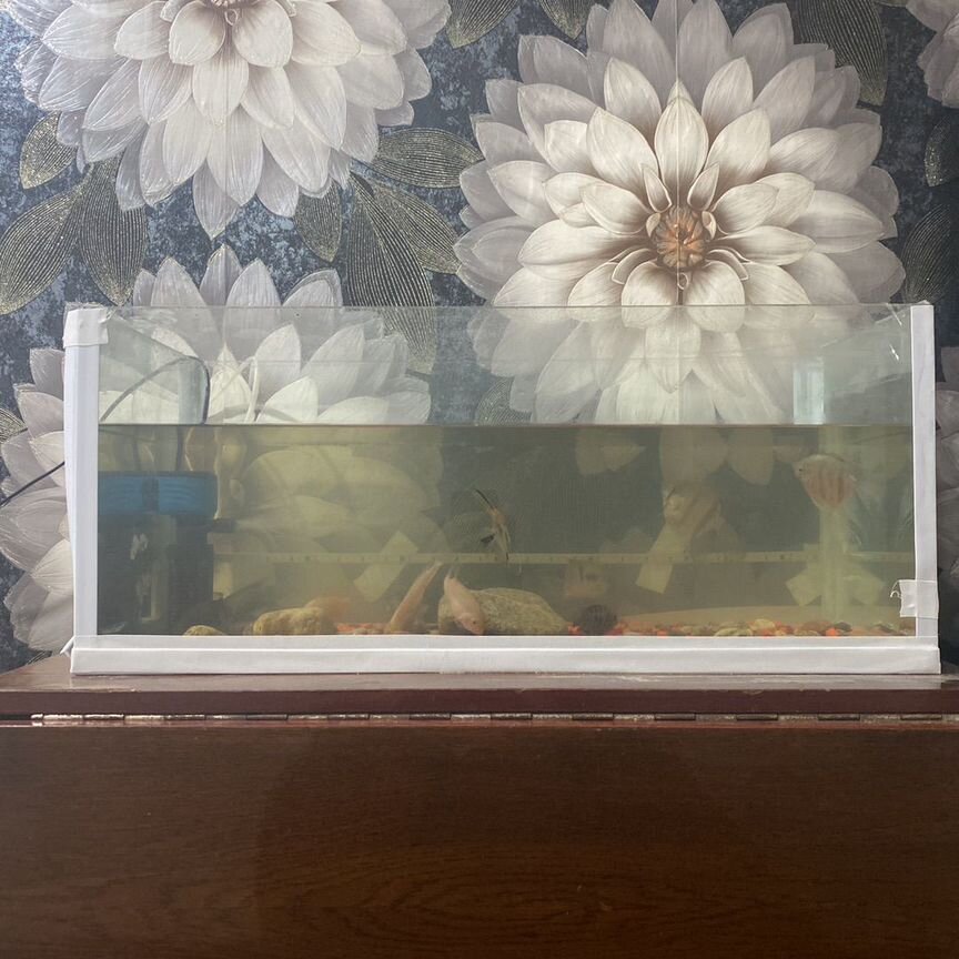 Продам аквариум вмести с рыбами