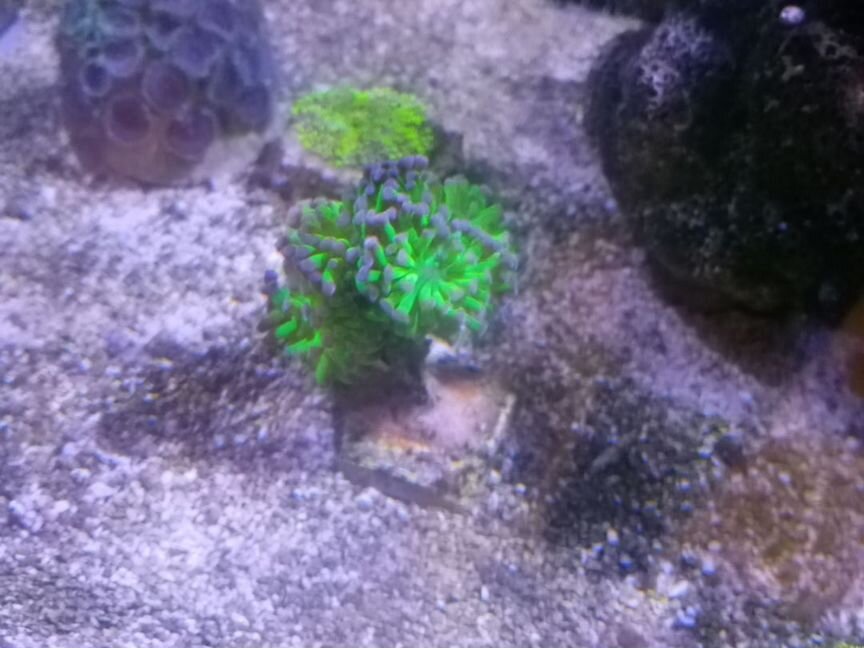 Коралл эуфилия