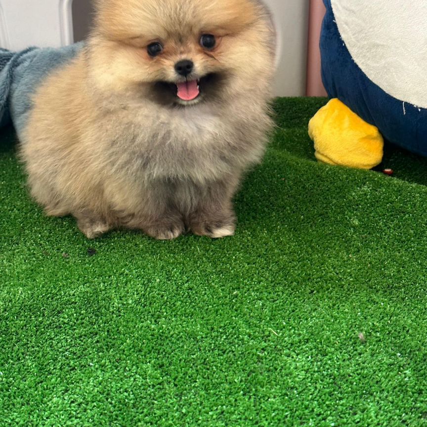 Померанский шпиц