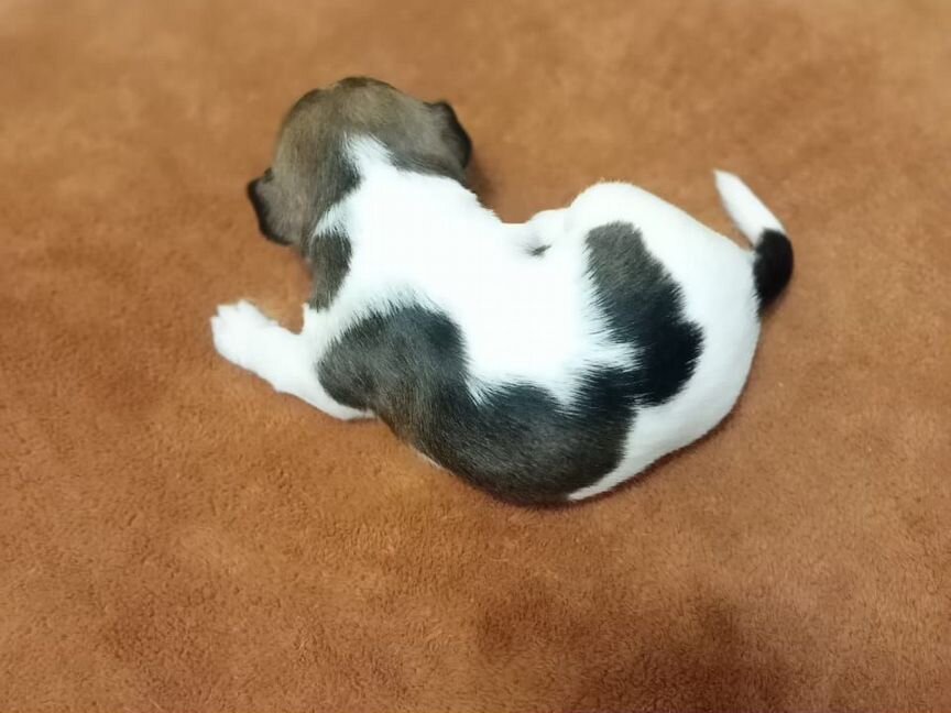 Щенки Джек рассел терьер