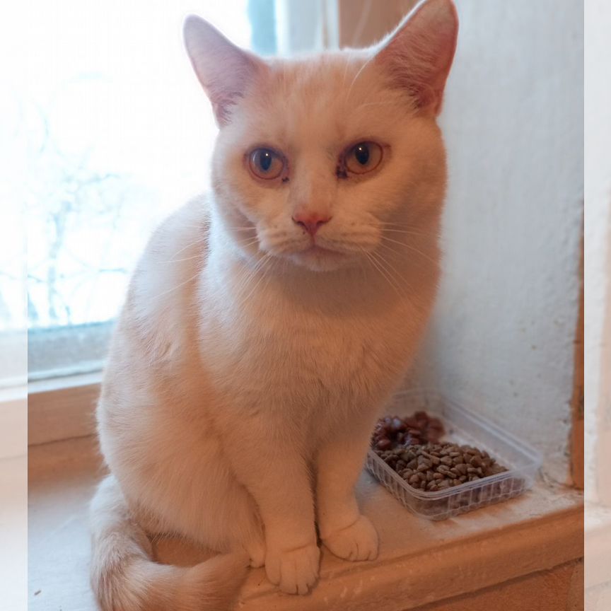 Взрослый кот в добрые руки