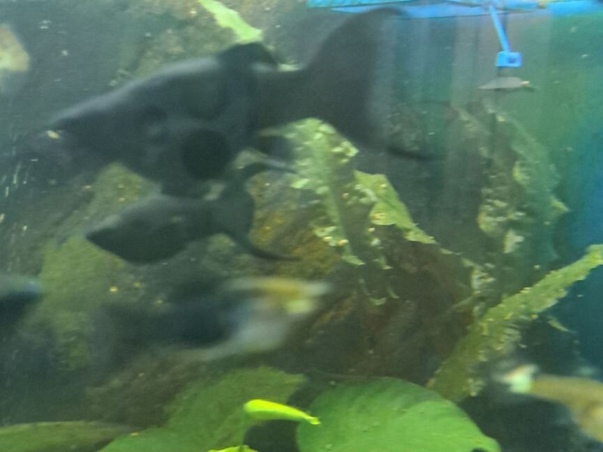 Рыба Мулинезия