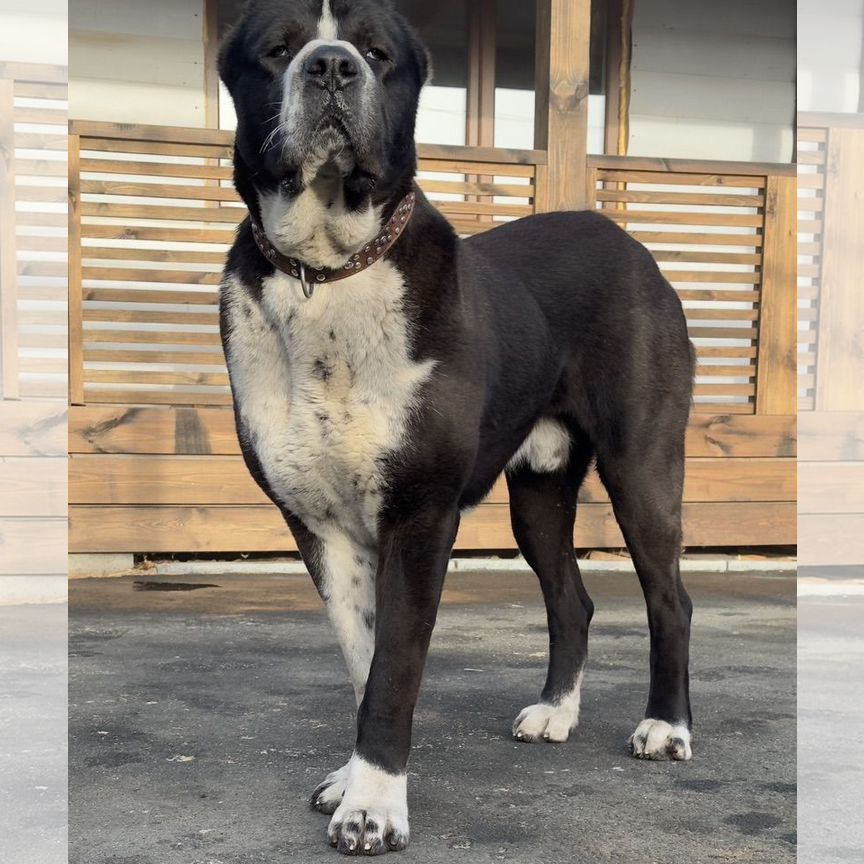 Среднеазиатская овчарка, вязка