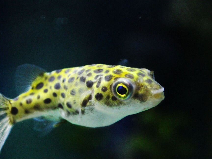 Аквариумные рыбки бесплатно