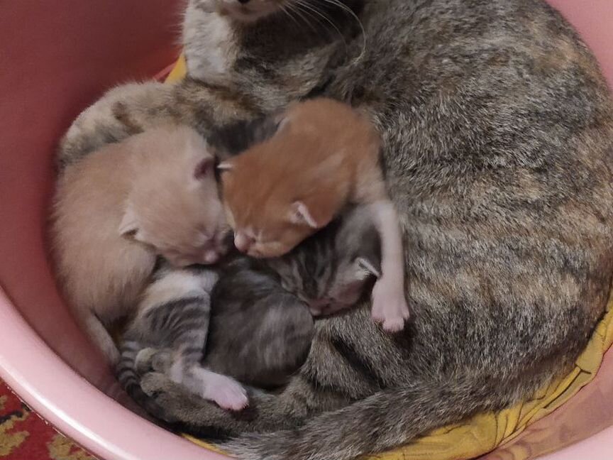 Котята домашние ищут семью