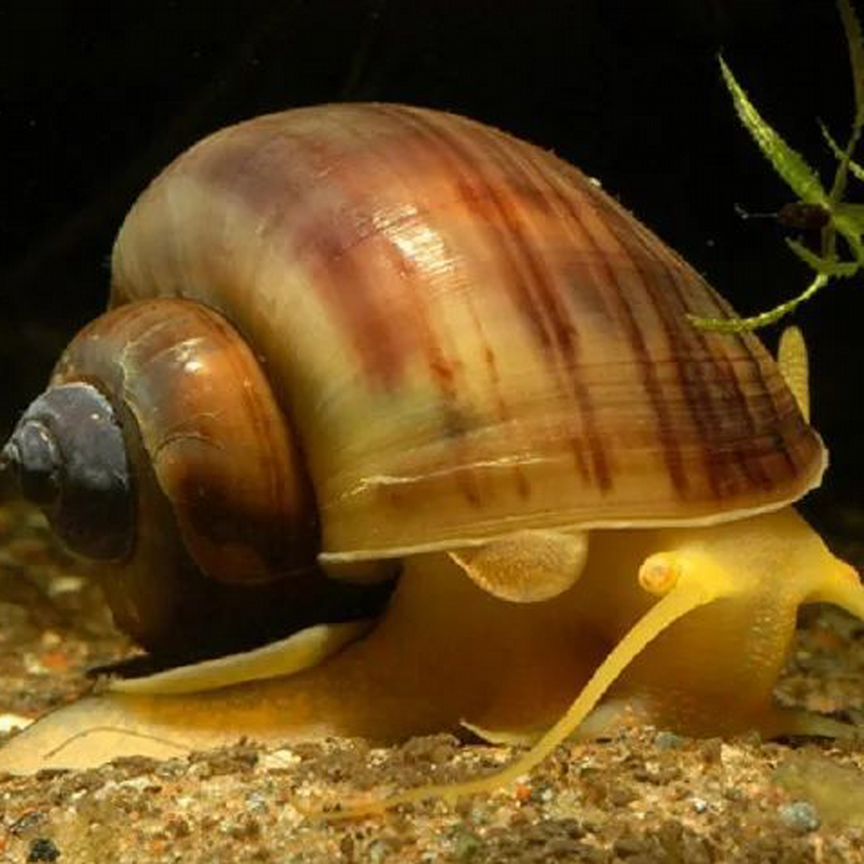 Улитки ампулярии