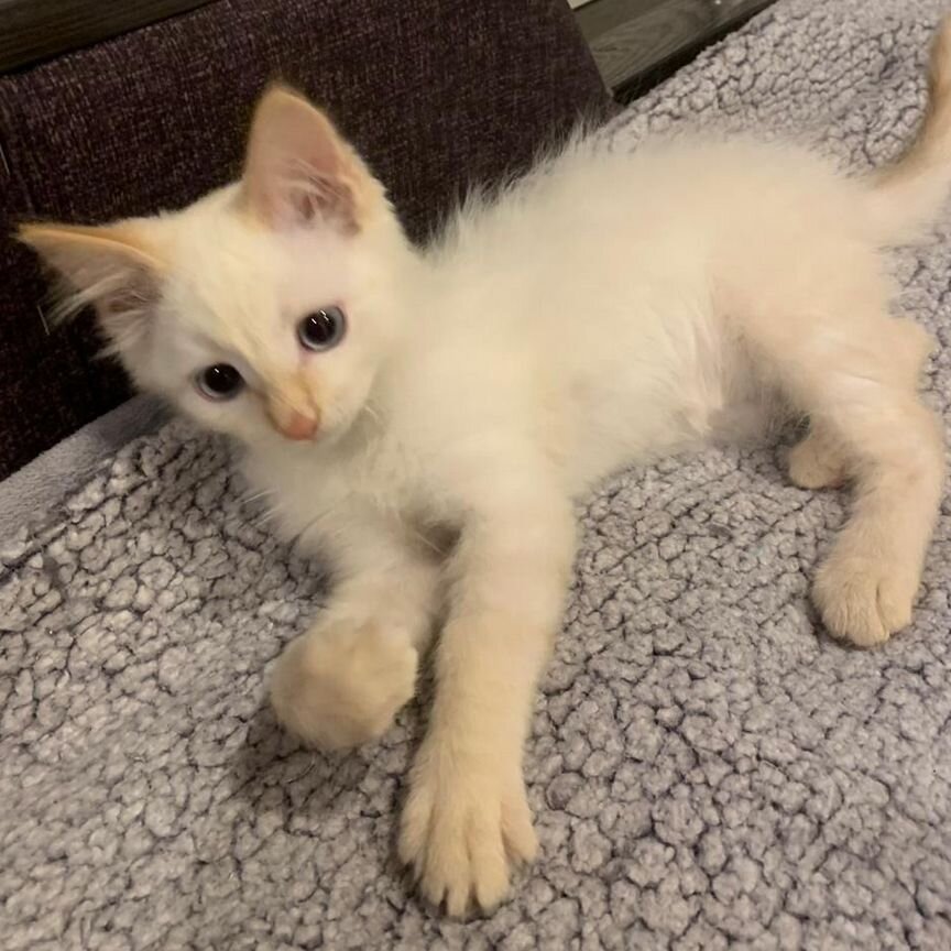 Котёнок в добрые руки