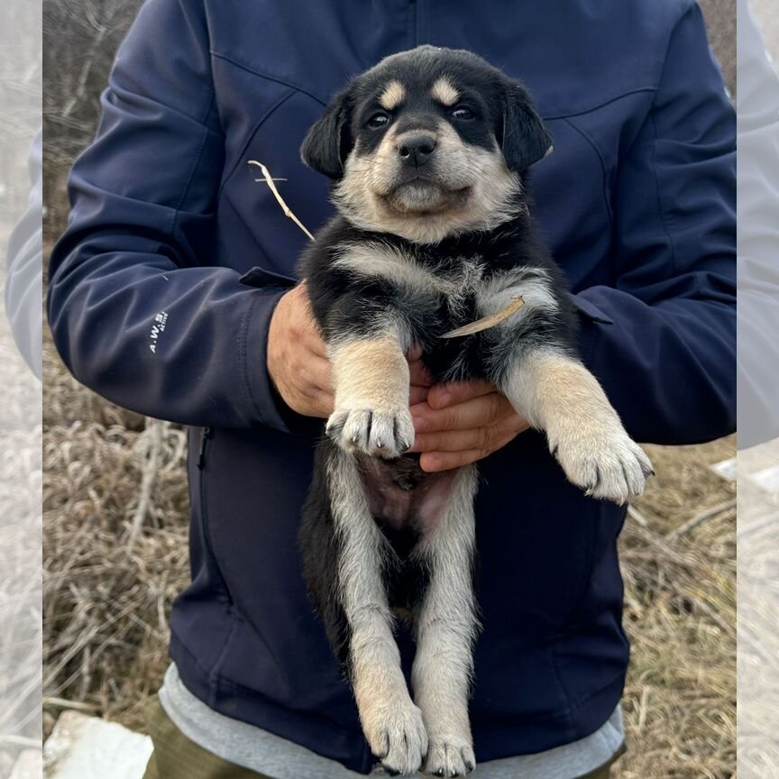 Давайте спасем щенков