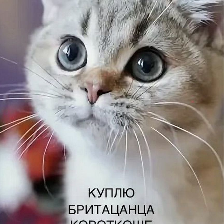 Британский короткошёрстный котёнок