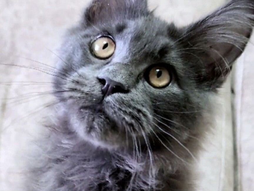 Мейн-кун мальчик