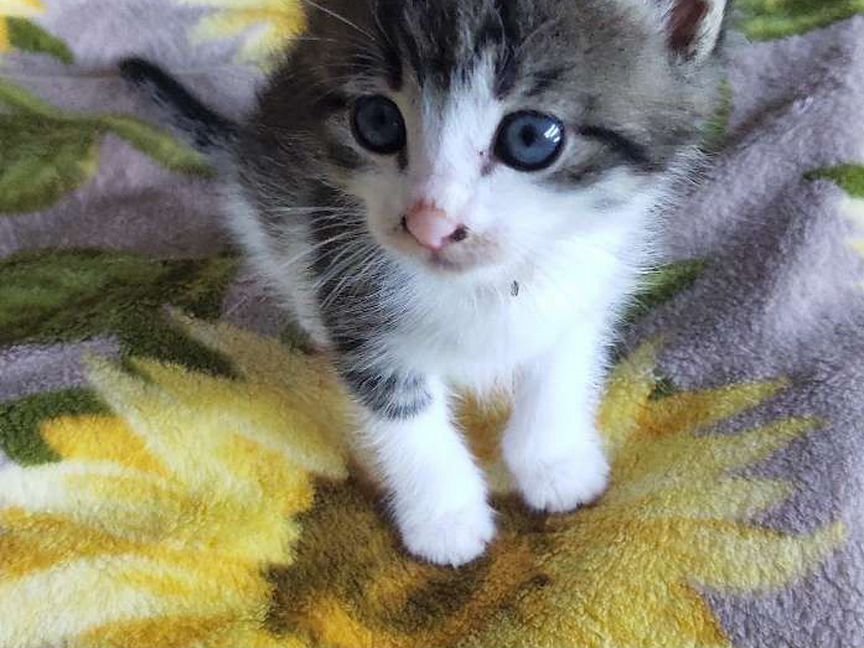 Котенок