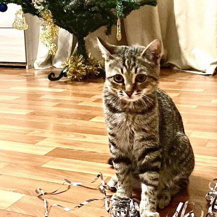 Котенок с грустными глазами
