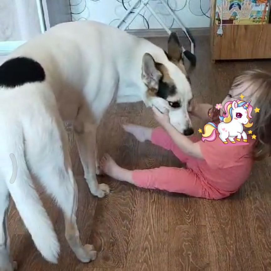 Щенок 10 месяцев