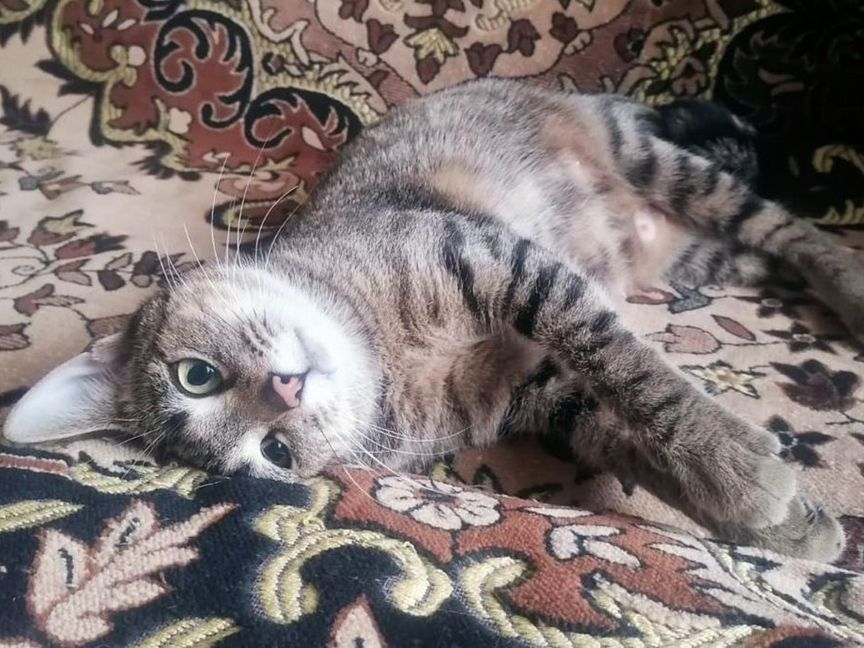 Котёнок девочка полосато камышовая умничка