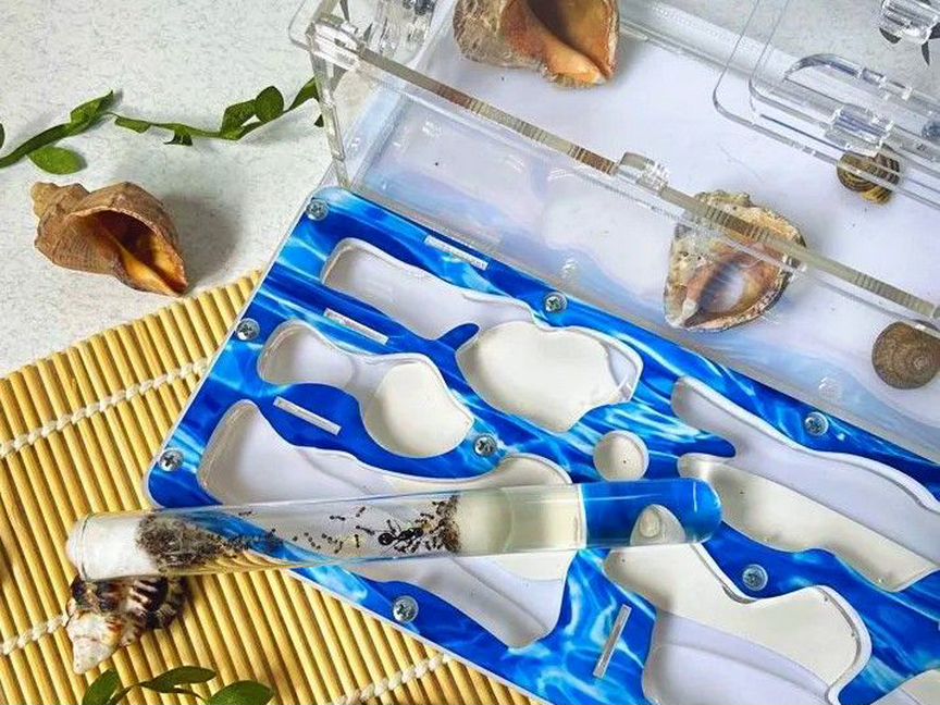 Муравьиная ферма Формикарий