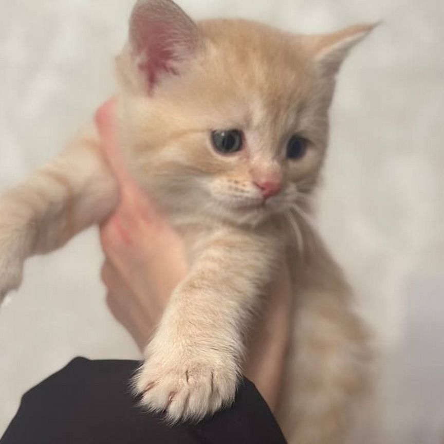 Шотландский прямоухий короткошёрстный котёнок