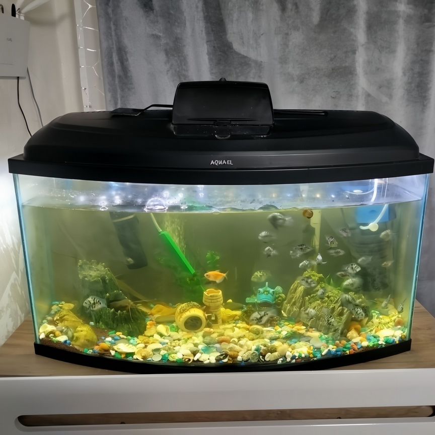 Аквариум