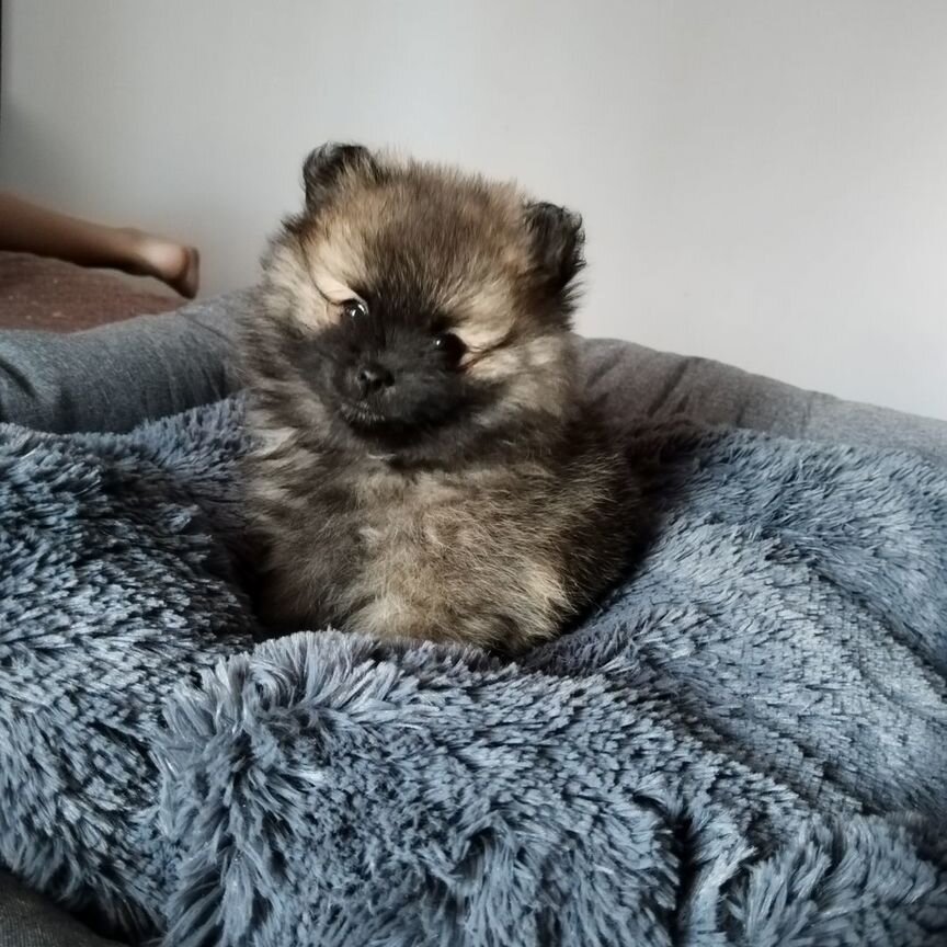 Померанский шпиц