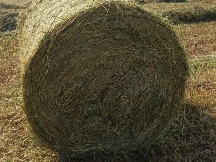 Сено в рулонах 2022 прф 145