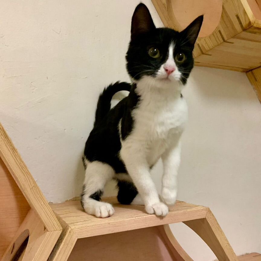 Котенок