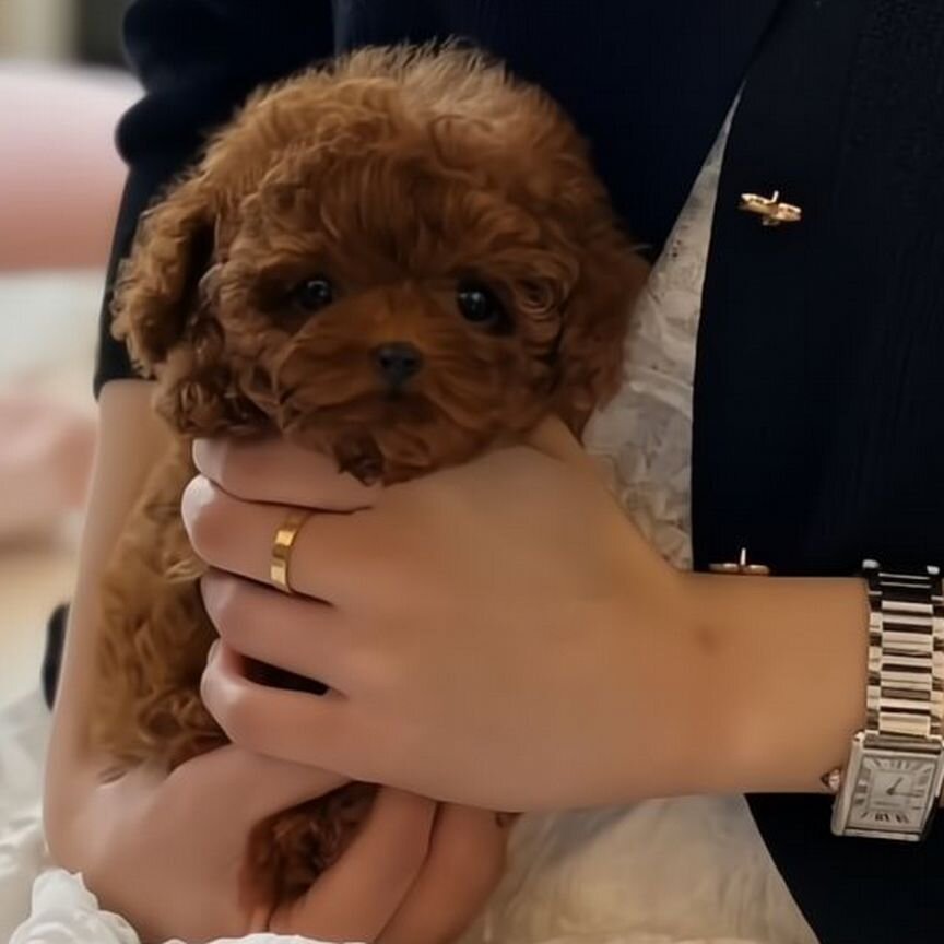 Мальтипу, щенок