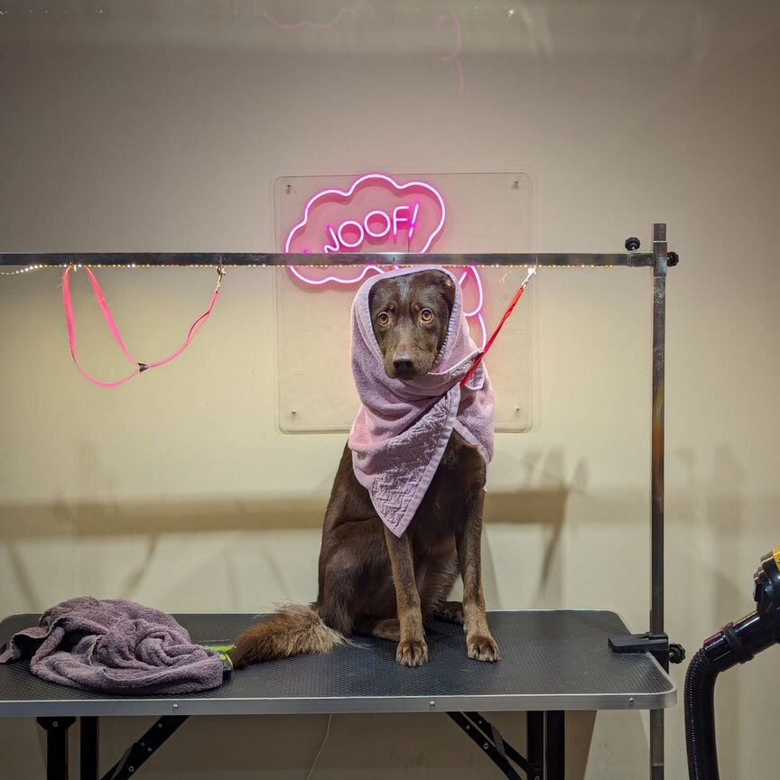 Ищем грумера на подработку на 2 недели